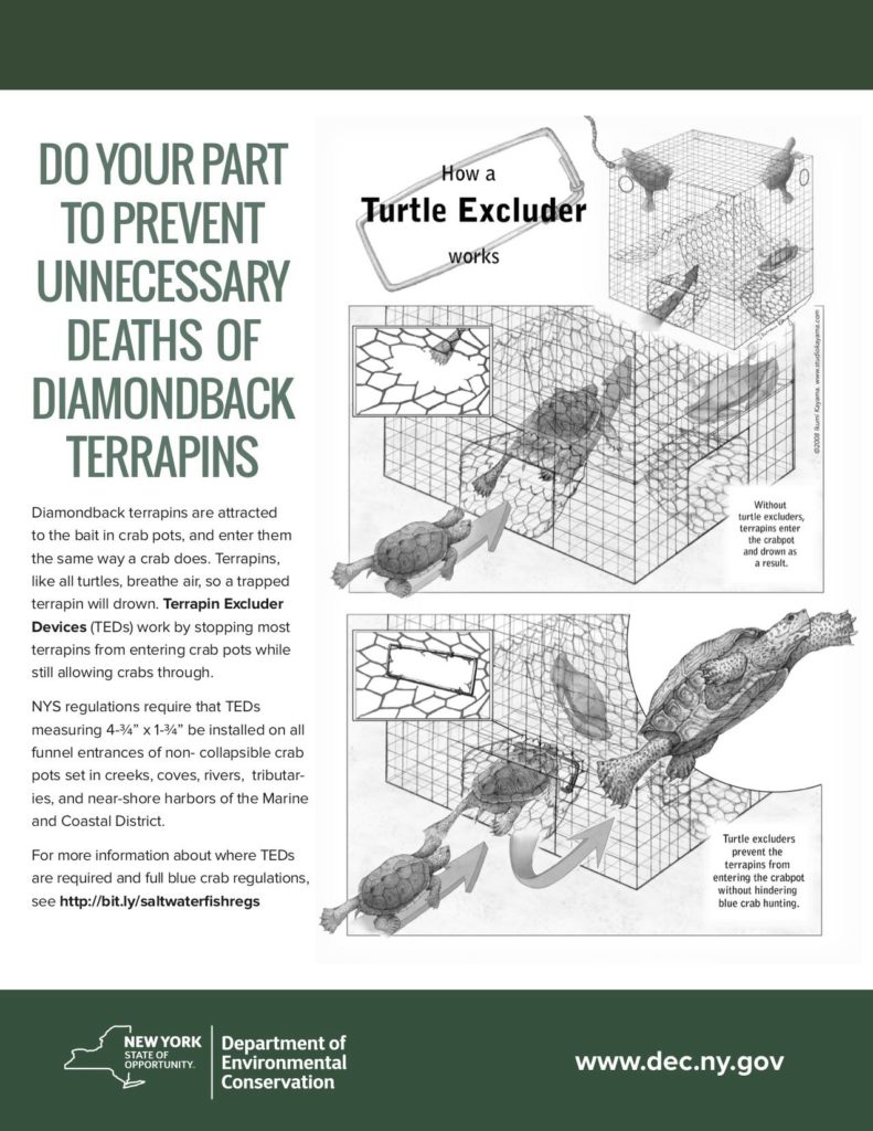 Diamondback Terrapins - Seatuck Environmental Association