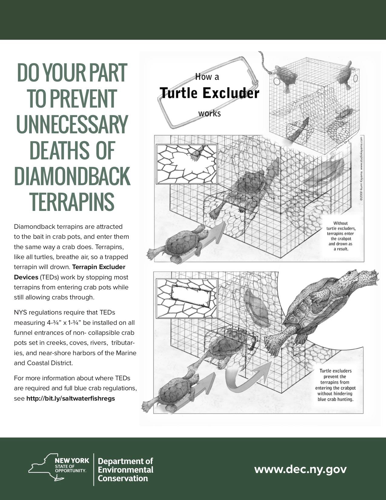 Diamondback Terrapins - Seatuck Environmental Association