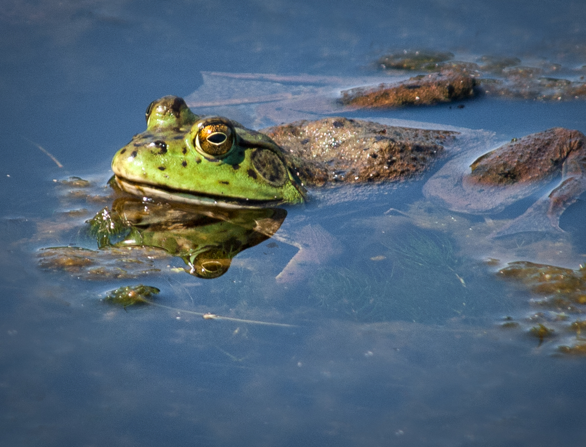 Frogs and Salamanders - Seatuck Environmental Association