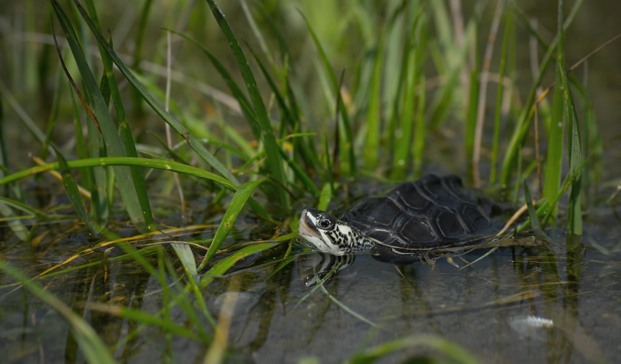 Diamondback Terrapins - Seatuck Environmental Association