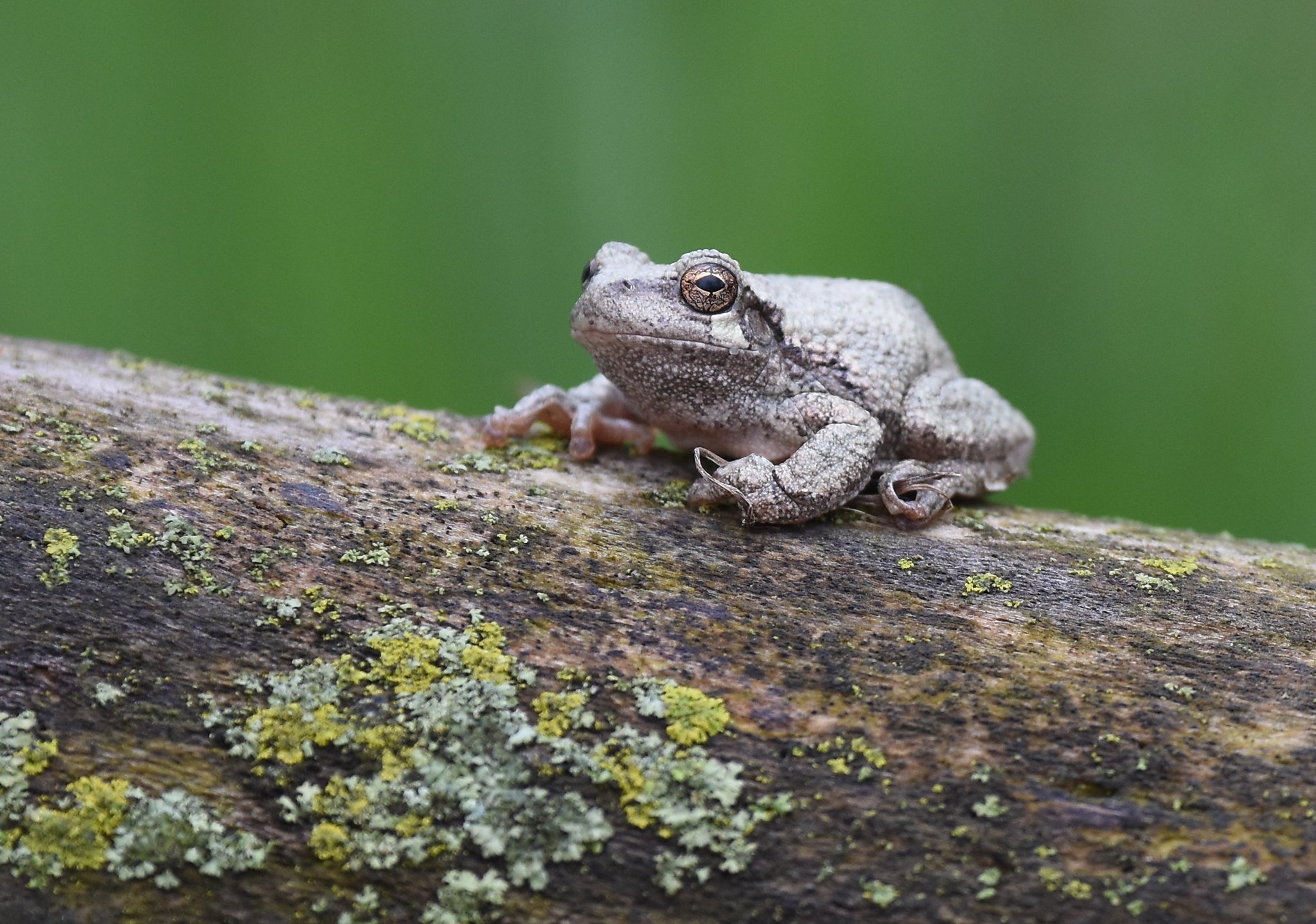 Frogs and Salamanders - Seatuck Environmental Association