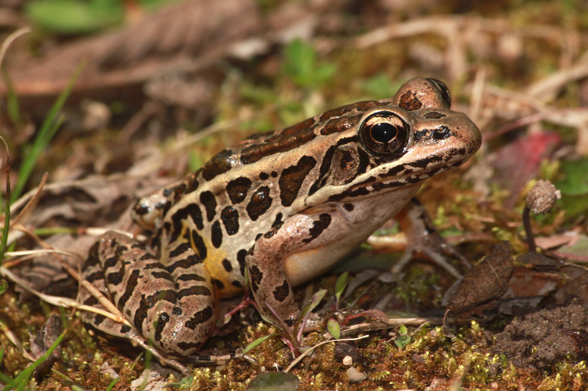 Frogs and Salamanders - Seatuck Environmental Association