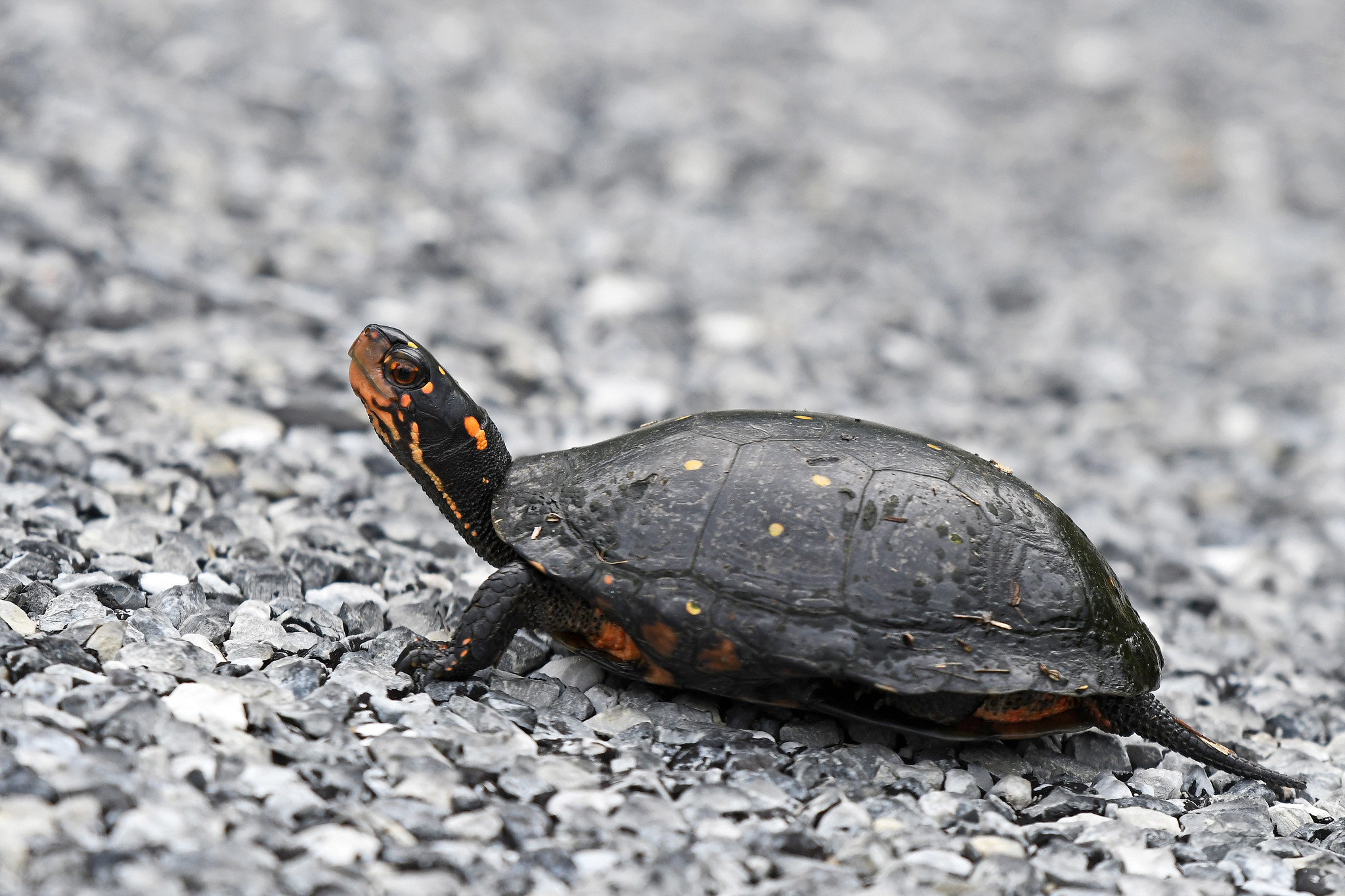 Spotted Turtles - Seatuck Environmental Association