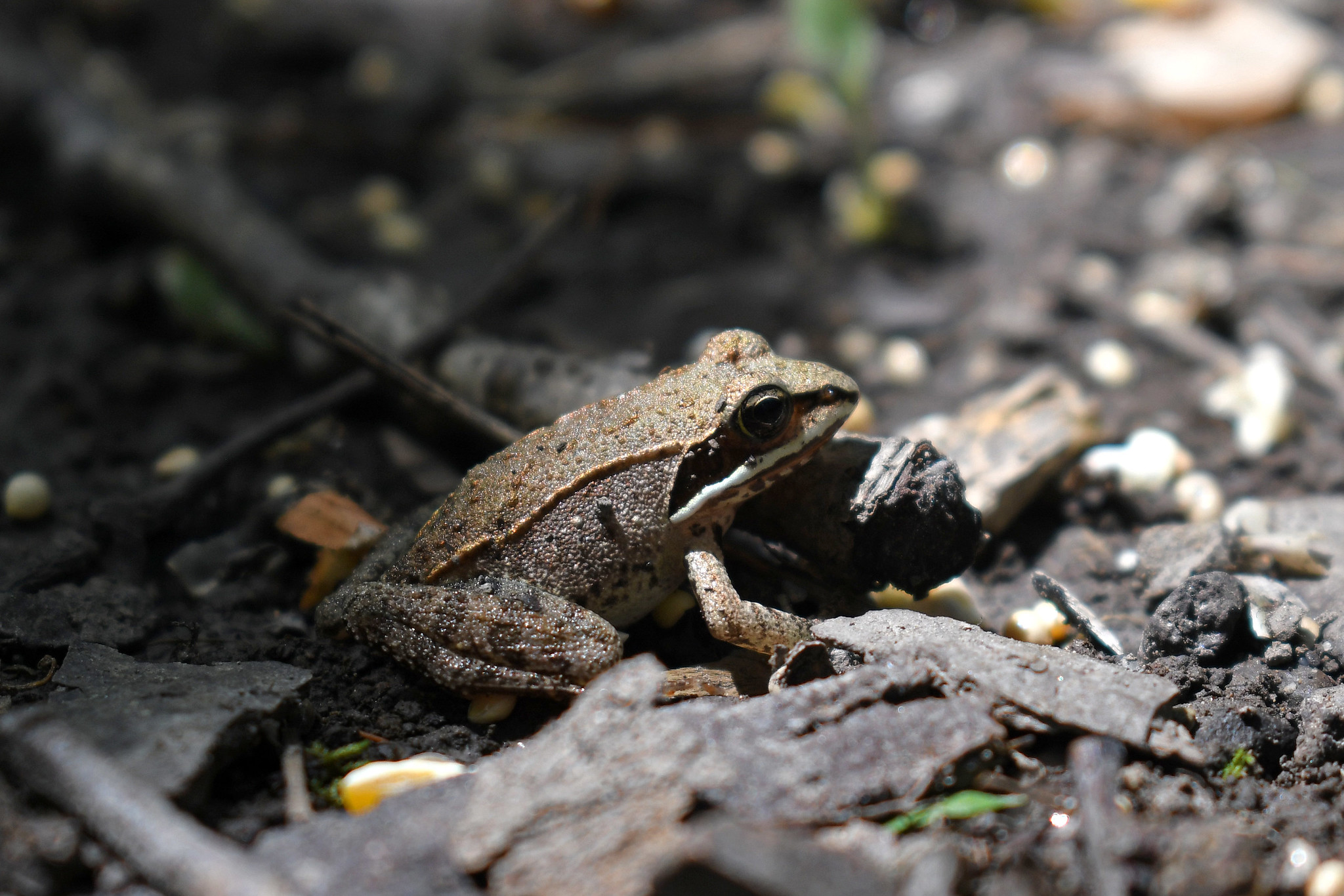 Seatuck Environmental Association – Conserving Long Island Wildlife